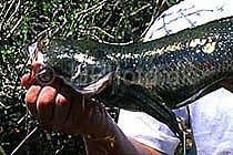 MARUDU CASTER: Jenis - Jenis Spesies Ikan Jalak Serata Dunia.