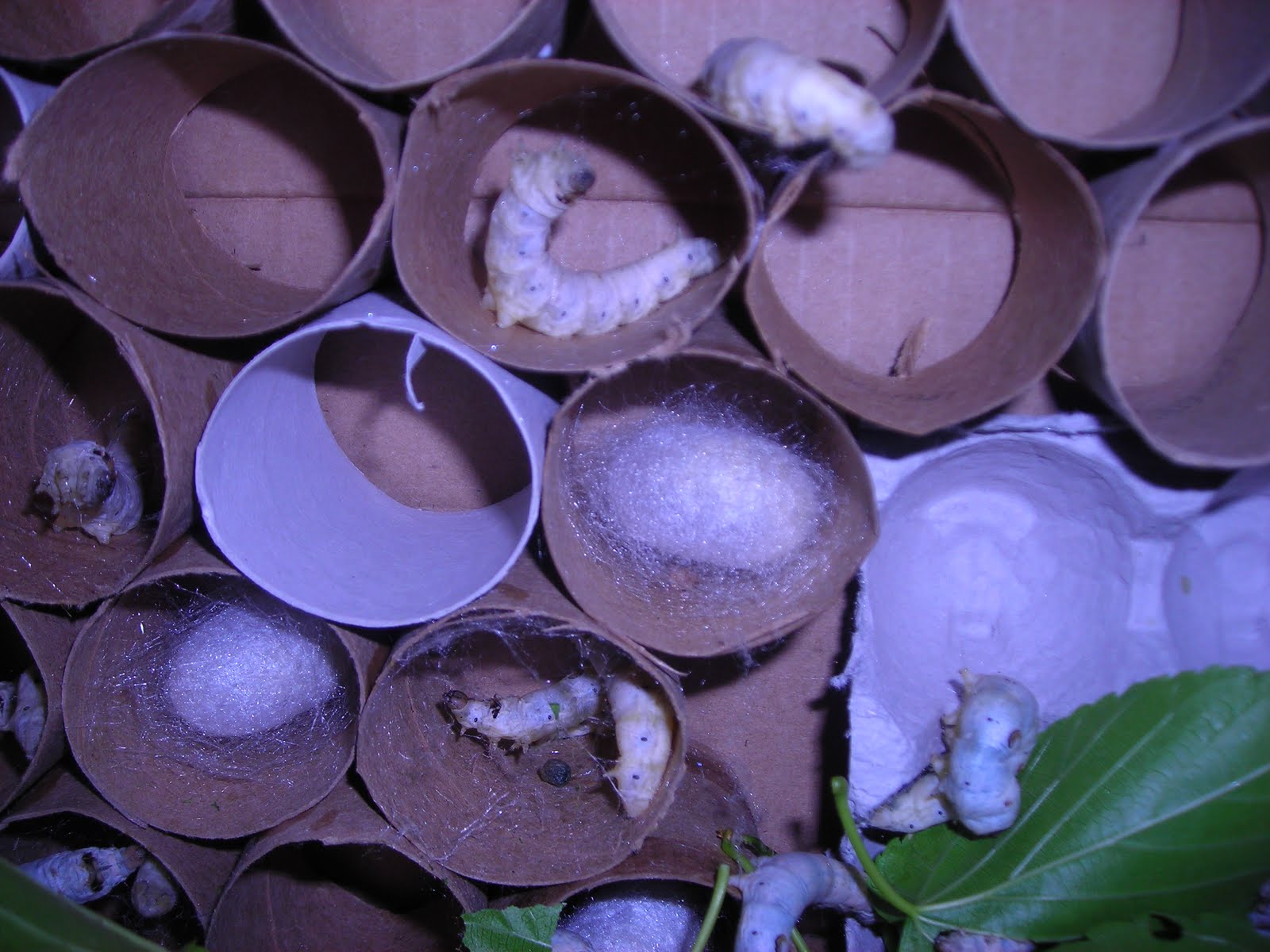 A Karabu Creation: Silkworms - Day 38