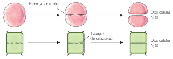 Biología y Geología 4º ESO: Citocinesis: división del citoplasma