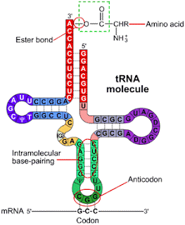 BIOLOGÍA 2º Bachillerato: ARNt