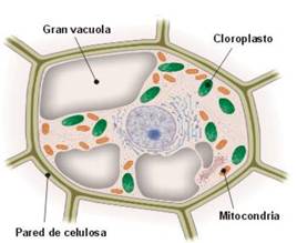 Biología y Geología 1º Bachillerato: Vacuolas