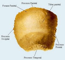 Biomedicina: Osteologia