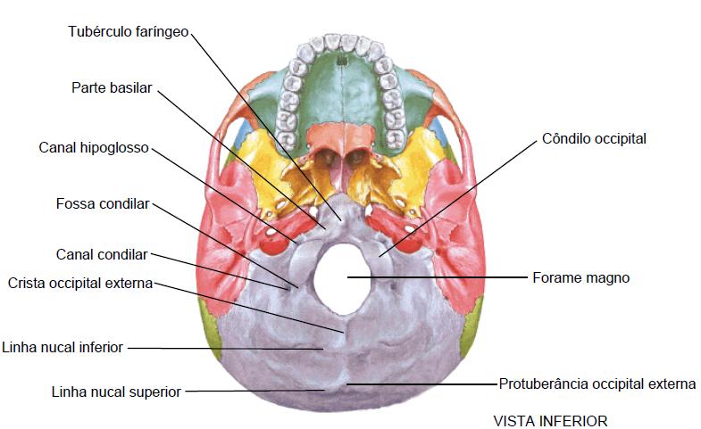 Biomedicina: Osteologia