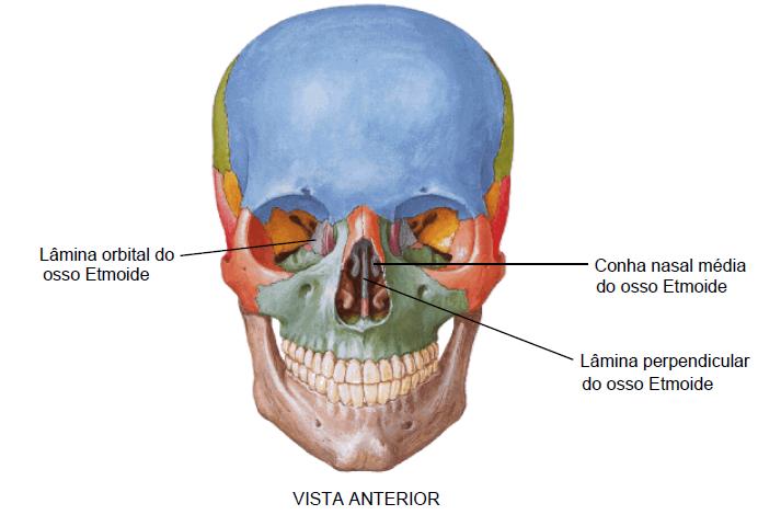 Biomedicina: Outubro 2010