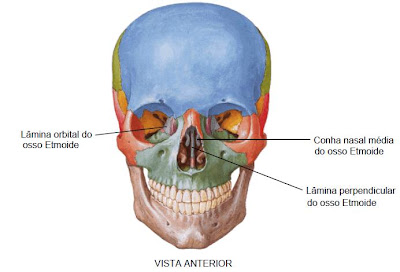 Biomedicina: Osteologia