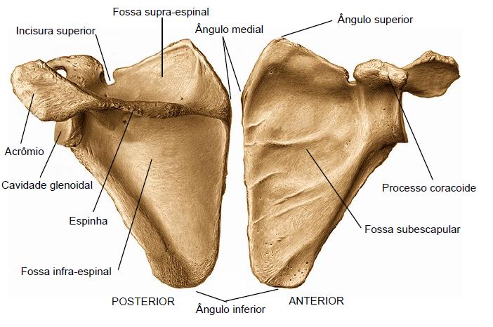 Biomedicina: Osteologia