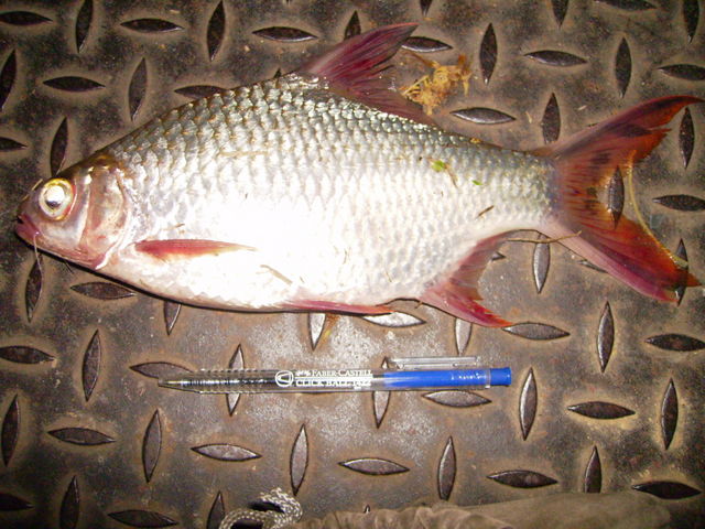 Aram Ngetu: Ikan Tenggalan dan Tengadak (Keturunan Lampam)