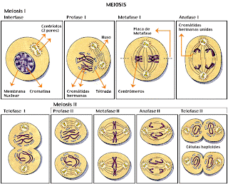 ANDRAGOGIA da AUTONOMIA: MEIOSE e MIOSE. Tem diferença?