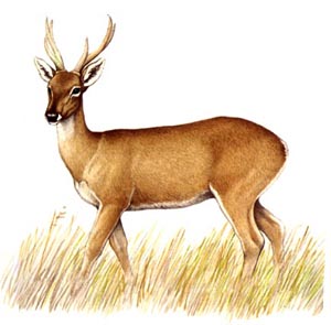 El Venado Almizclero ~ Rodz World