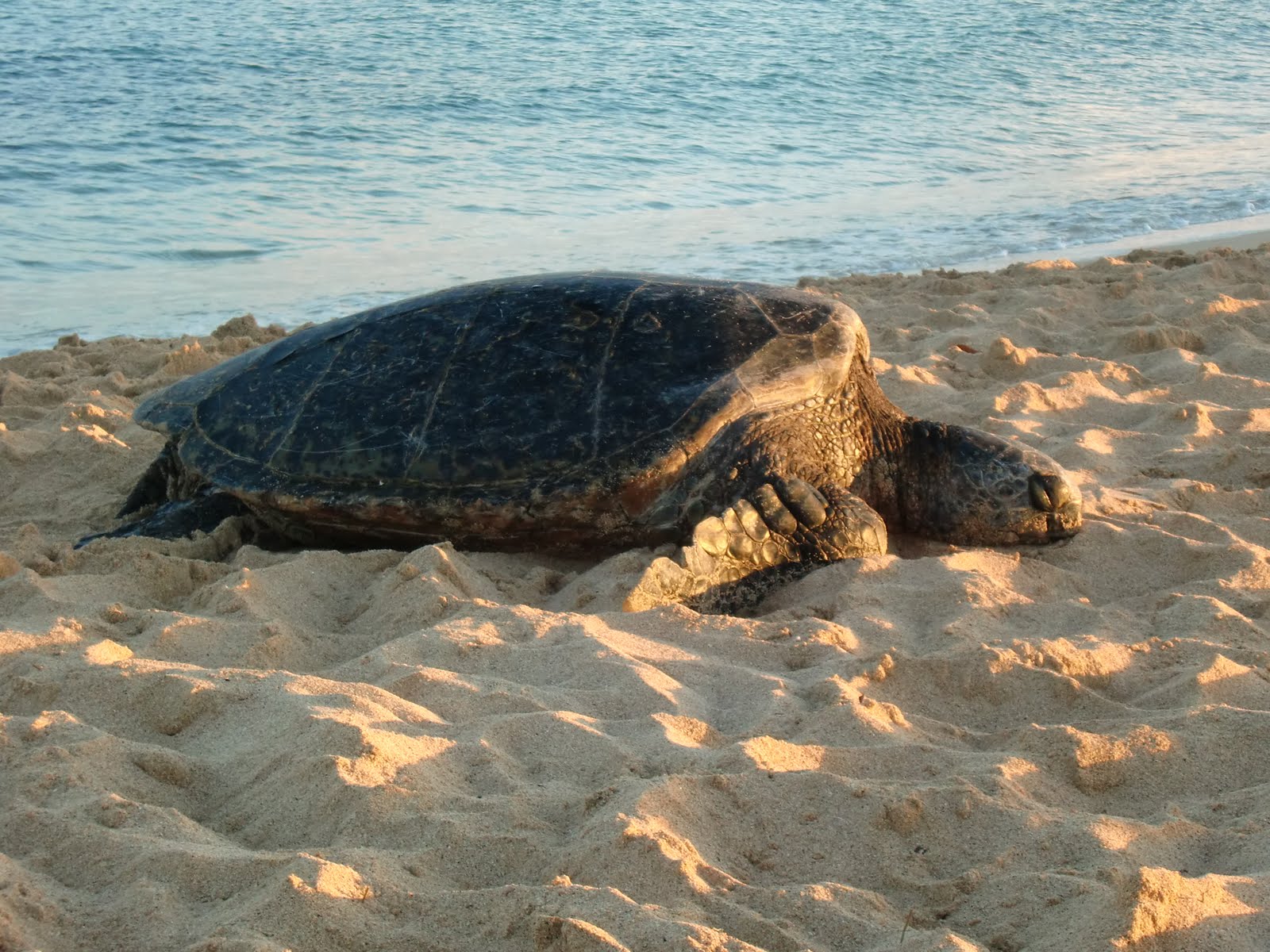 Globe Trottin' Grandma: Sea Turtles, Sand Castles, Sunsets, and a Full ...