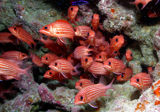 WELCOME TO BIOLOGY: Fishes and Amphibians