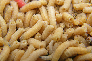 The good and bad sides of Maggots ~ Wondering Things