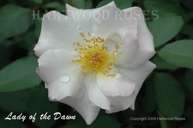 Hartwood Roses: The Beauty of Singles and Stamens.