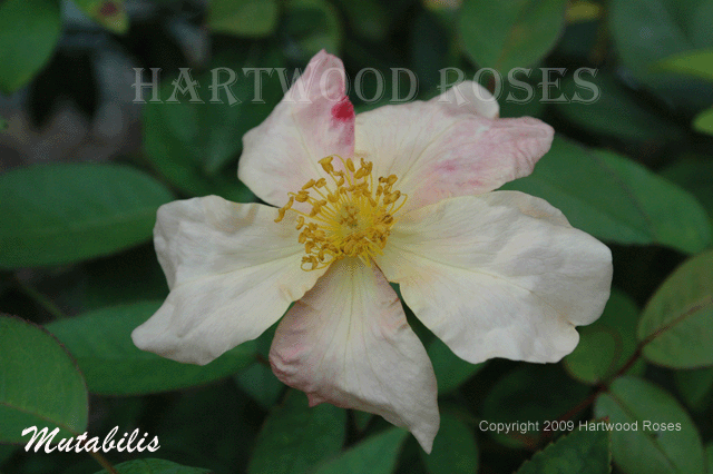 Hartwood Roses: The Beauty of Singles and Stamens.