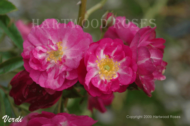 Hartwood Roses: The Beauty of Singles and Stamens.