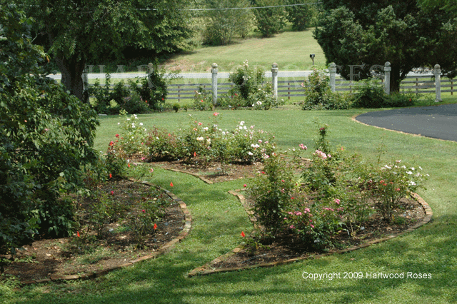 Hartwood Roses: How I Make My Rose Beds.