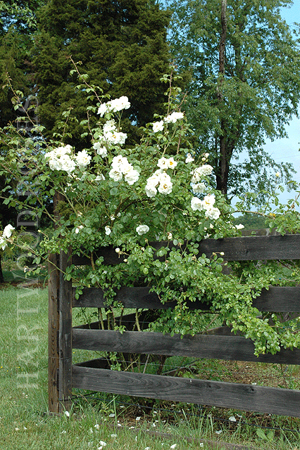 Hartwood Roses: The Rambler Fence