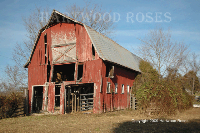Hartwood Roses: Our Barn Restoration