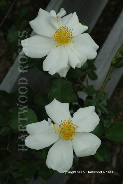 Hartwood Roses: White Roses on Wednesday