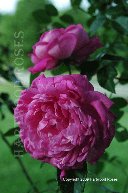 Hartwood Roses: Flowers on Friday