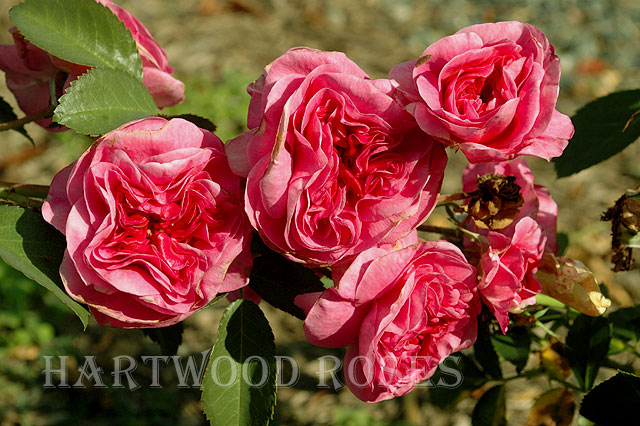 Hartwood Roses: Flowers on Friday ... Beautiful Rose Clusters