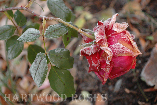 Hartwood Roses: Hello, Winter ... Bye-bye, Roses.