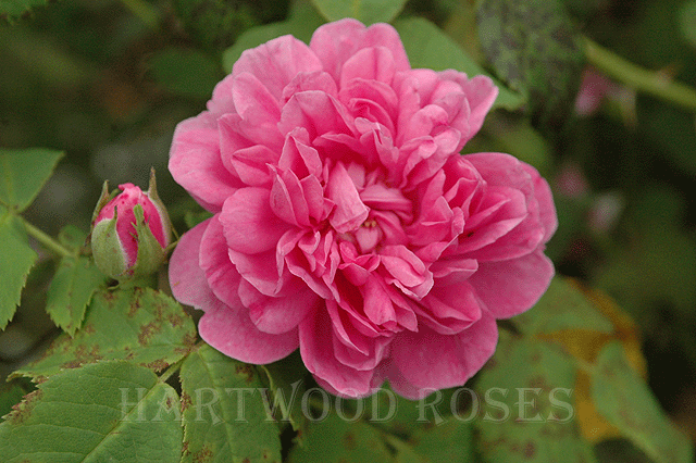 Hartwood Roses: My Rose Gardening Calendar