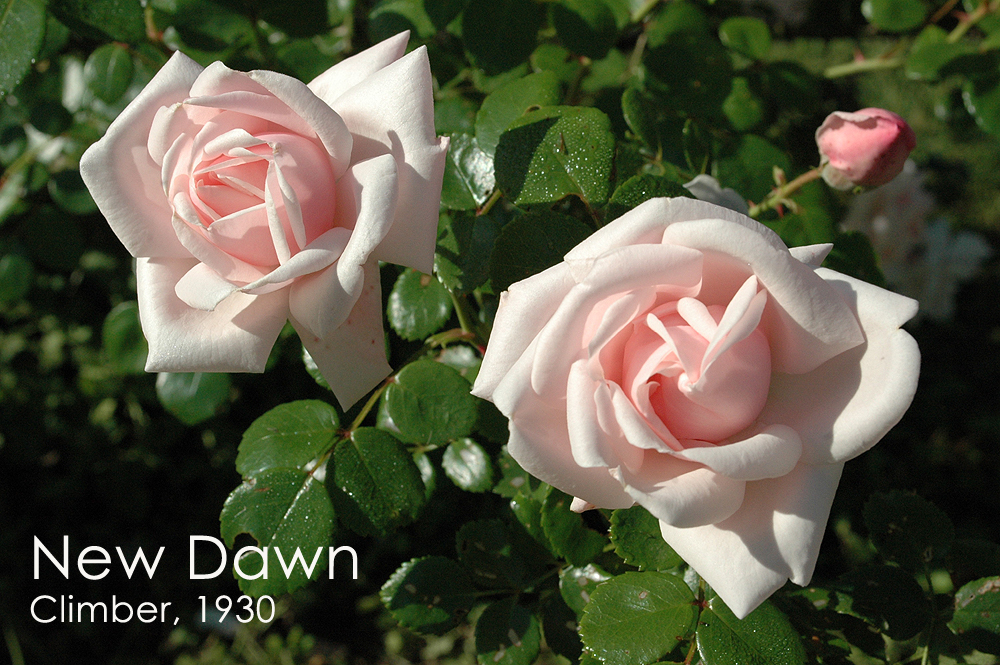 Hartwood Roses: Easy-Care Heirloom Roses