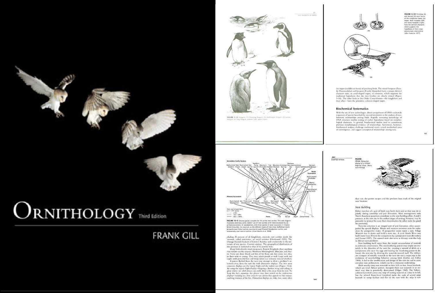 Ganga Libros: Ornithology
