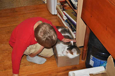Team Tabby: On Sunday Cats in Boxes