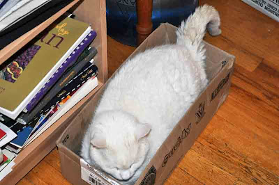 Team Tabby: On Sunday Cats in Boxes