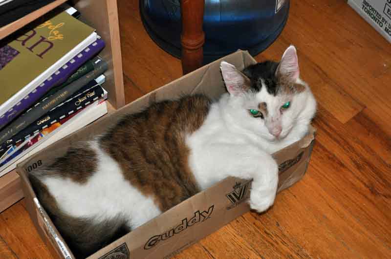 Team Tabby: On Sunday Cats in Boxes