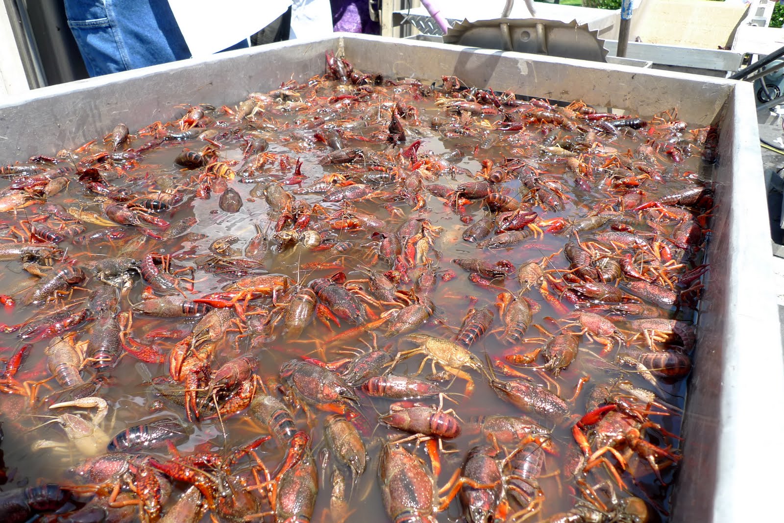 i'm never full - houston restaurant and food blog: 16,000 pounds of mudbugs