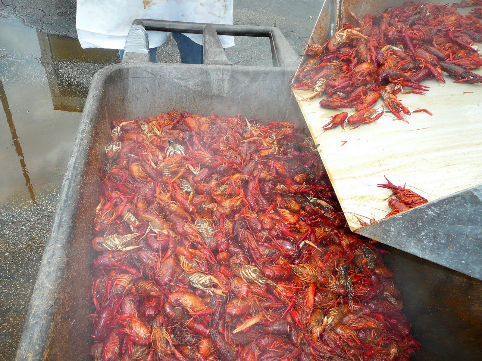 i'm never full - houston restaurant and food blog: 16,000 pounds of mudbugs