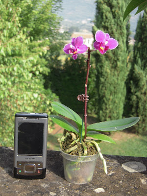 Orchidofilia: Orchidee in miniatura