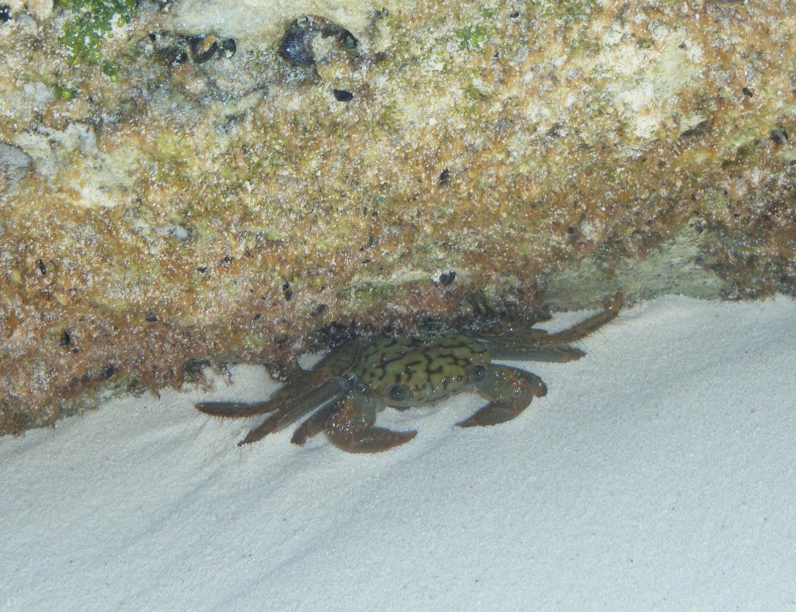 Computing Ignorance: Cayo Largo, Part III: More Beach Critters