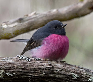 Birds in Tasmania: Pink Robins Galore