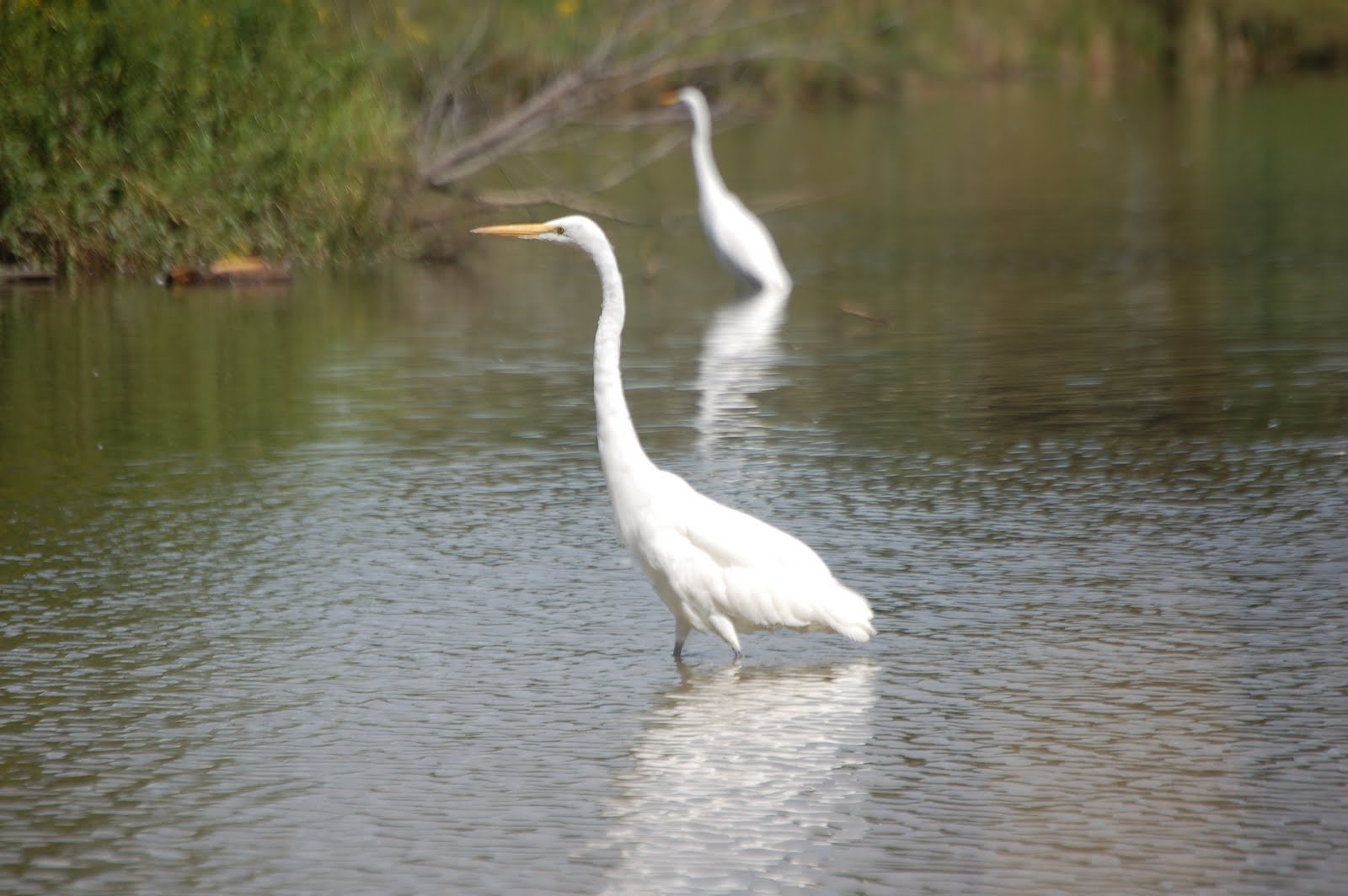 Savoring Servant: Preening behavior of Great Egrets