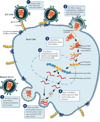 save your life: HIV Replication Cycle