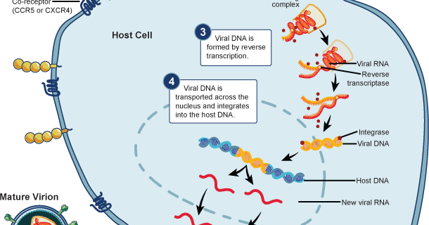 save your life: HIV Replication Cycle