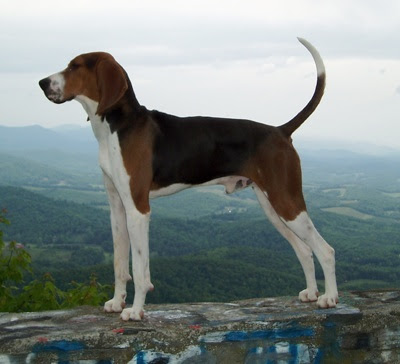 O World invisible: Treeing Walker