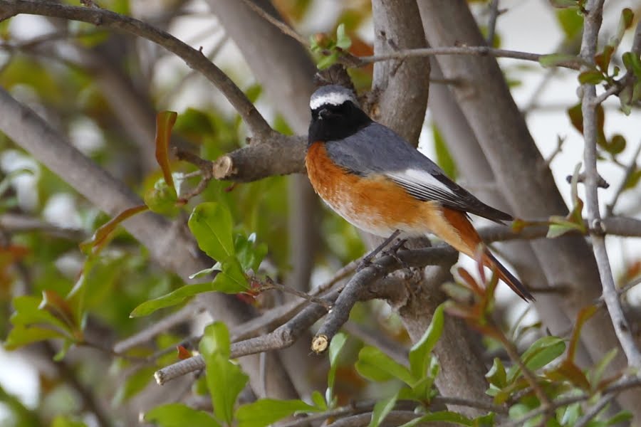 BirdsDK: Rødstjert ssp. samamisicus