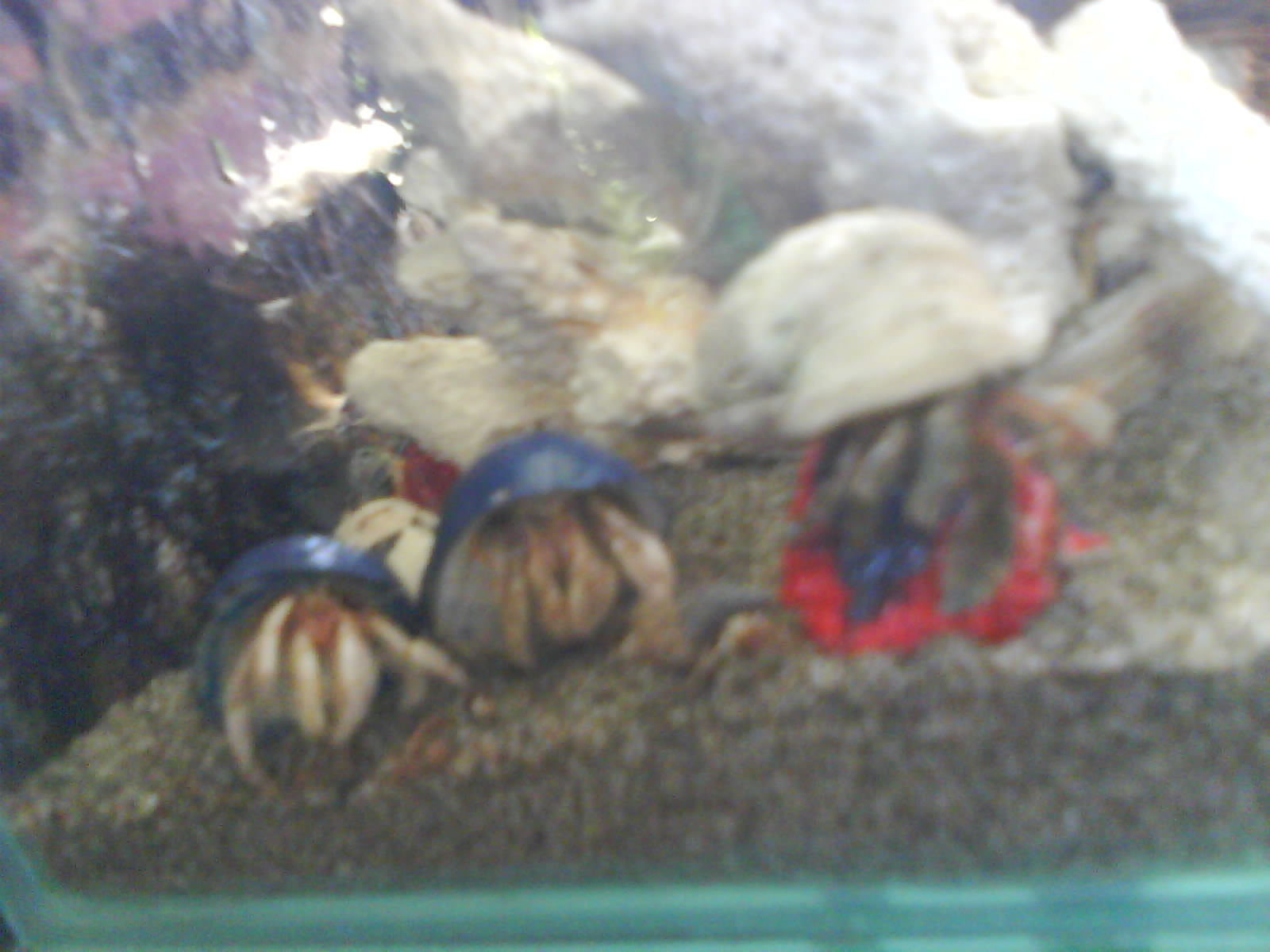 ALL ABOUT MY LIFE: Kumang/Kelomang