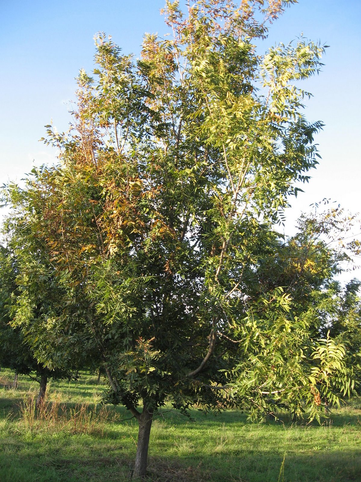 Pecans Overcoming Zinc Deficiency Naturally | Onlinecarbid's Blog