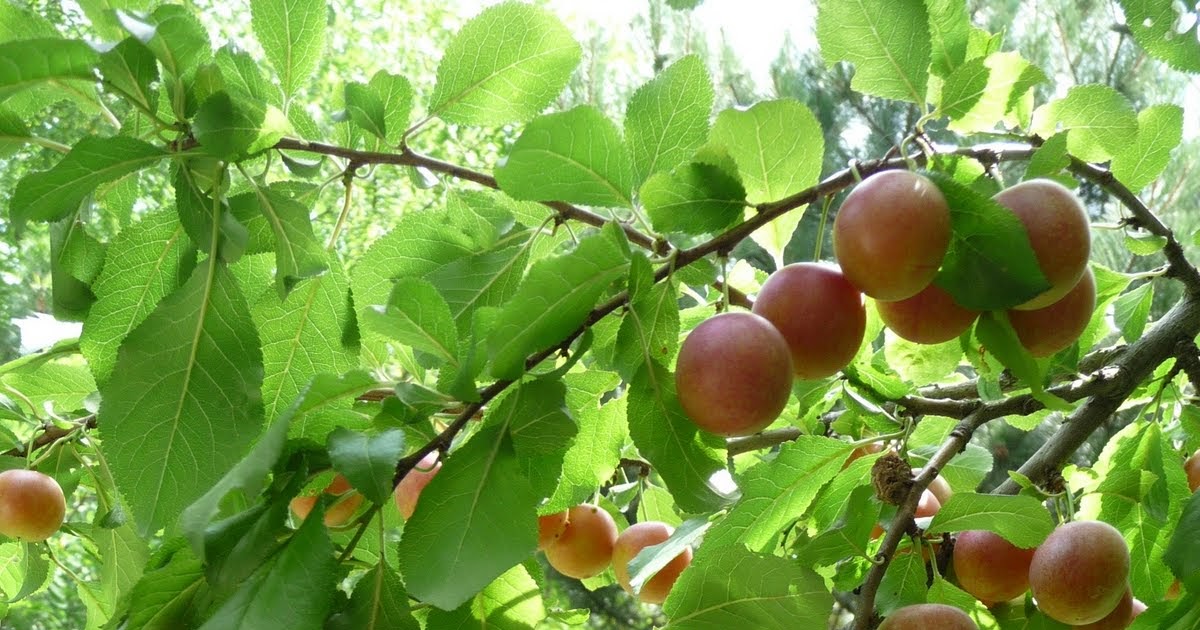 belles, sauvages et plus: y aller pour des prunes
