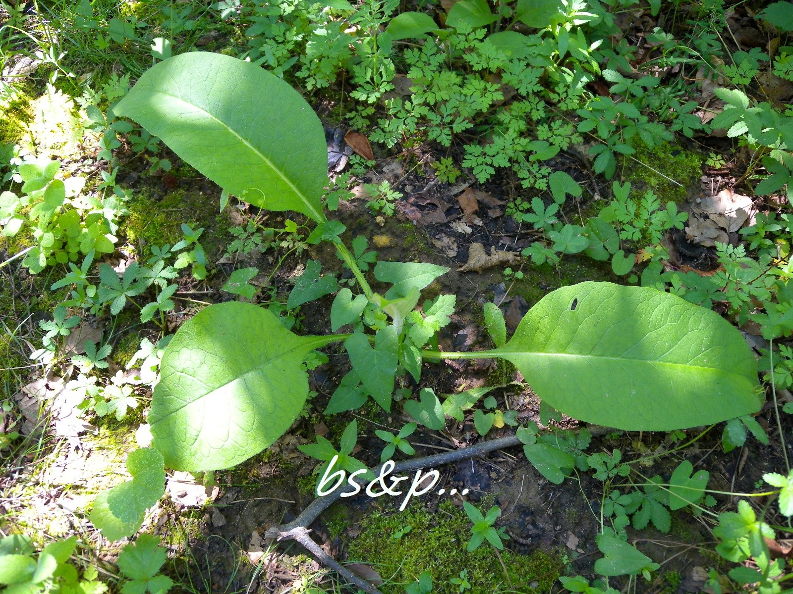 belles, sauvages et plus: grande consoude façon acra, pour un apéritif ...