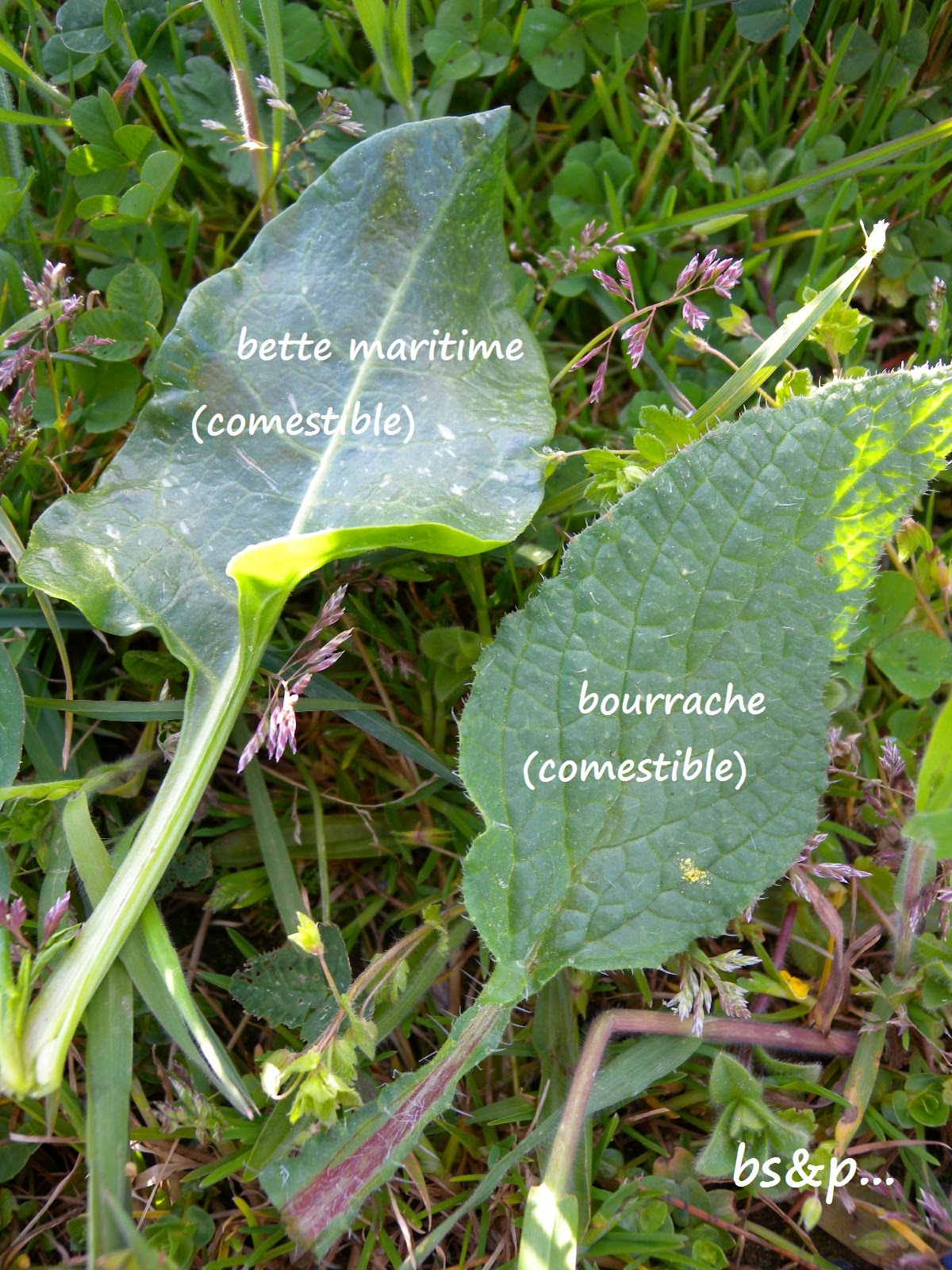 belles, sauvages et plus: bette maritime