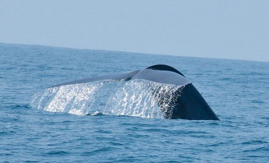 Chaaya Blu - Trincomalee Sri Lanka | Sri Lanka Holiday Homes