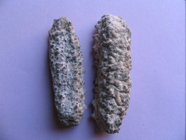 Gamat for your healthy life: Gamat