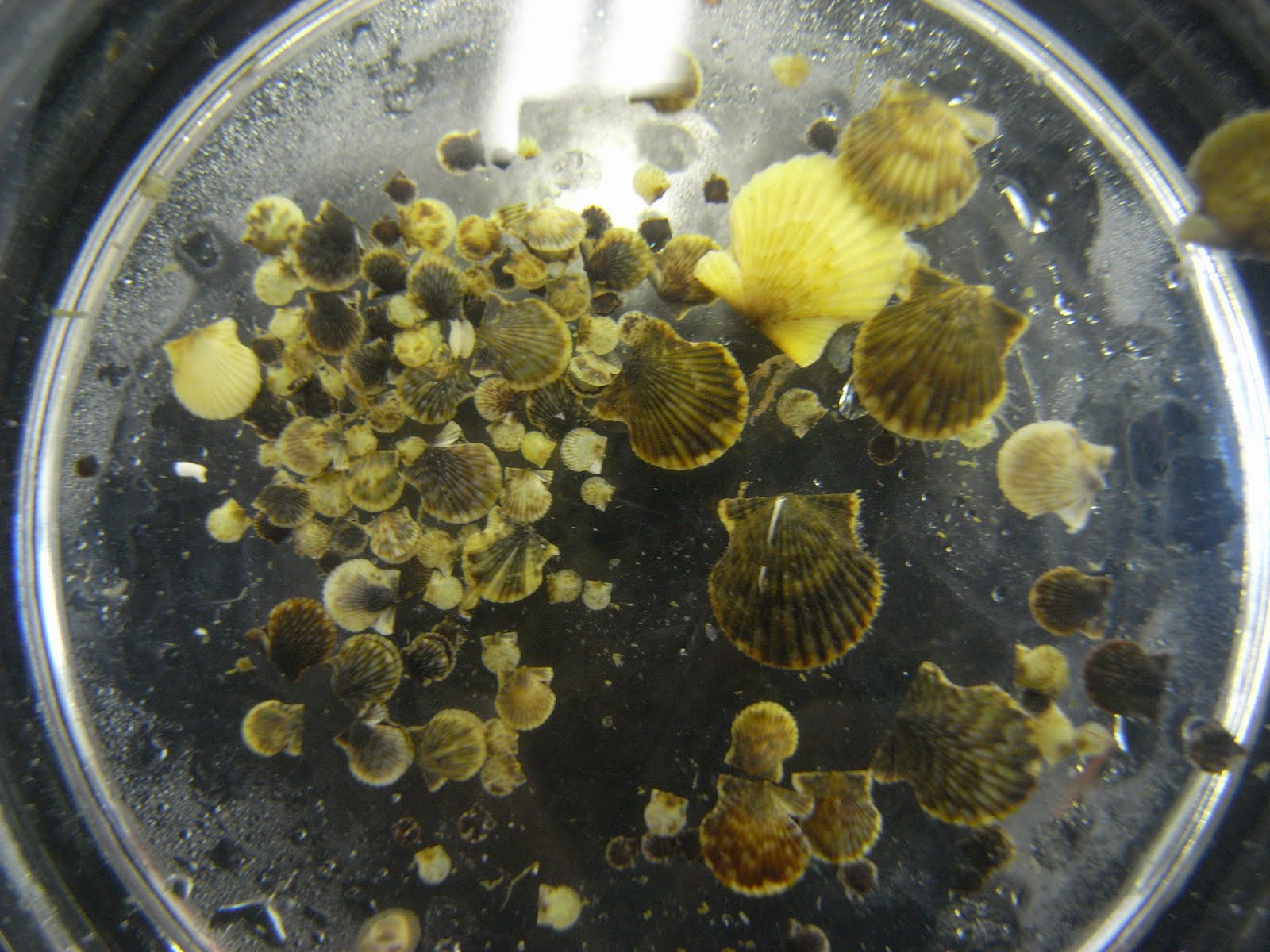 Chronicles of Zostera: We're not hunting tommy-cod...